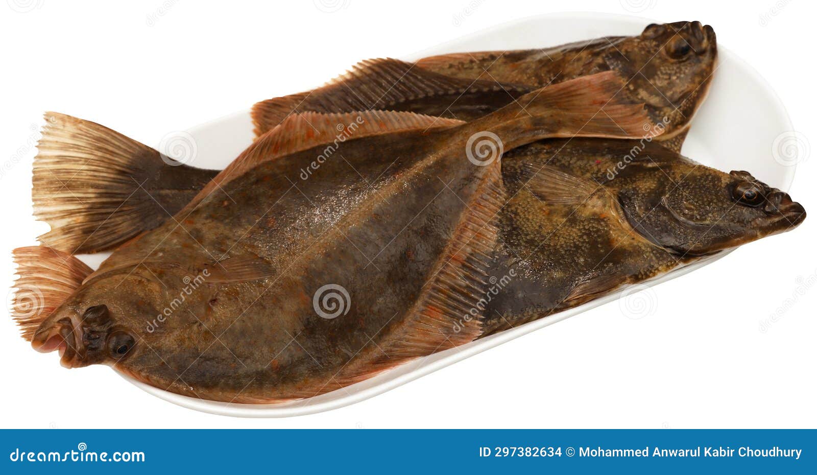 Flatfish caught from sea stock photo. Image of color - 297382634