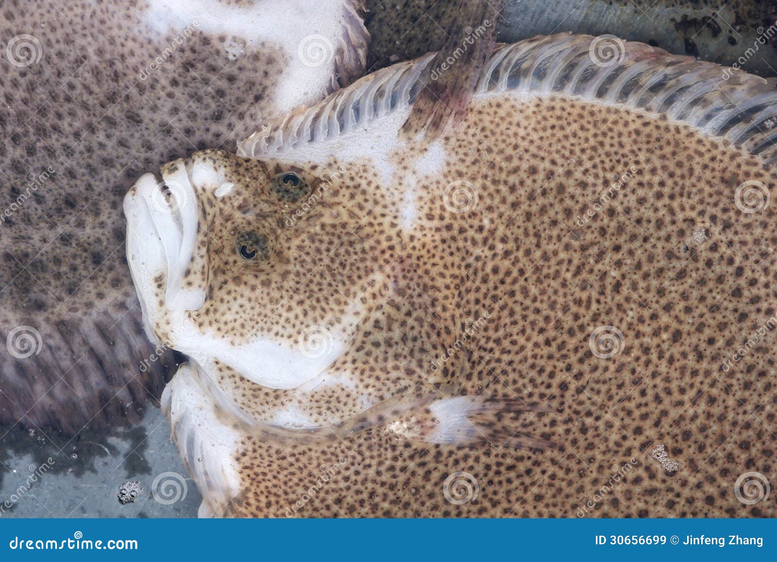 Flatfish stock image. Image of eating, animal, heads - 30656699