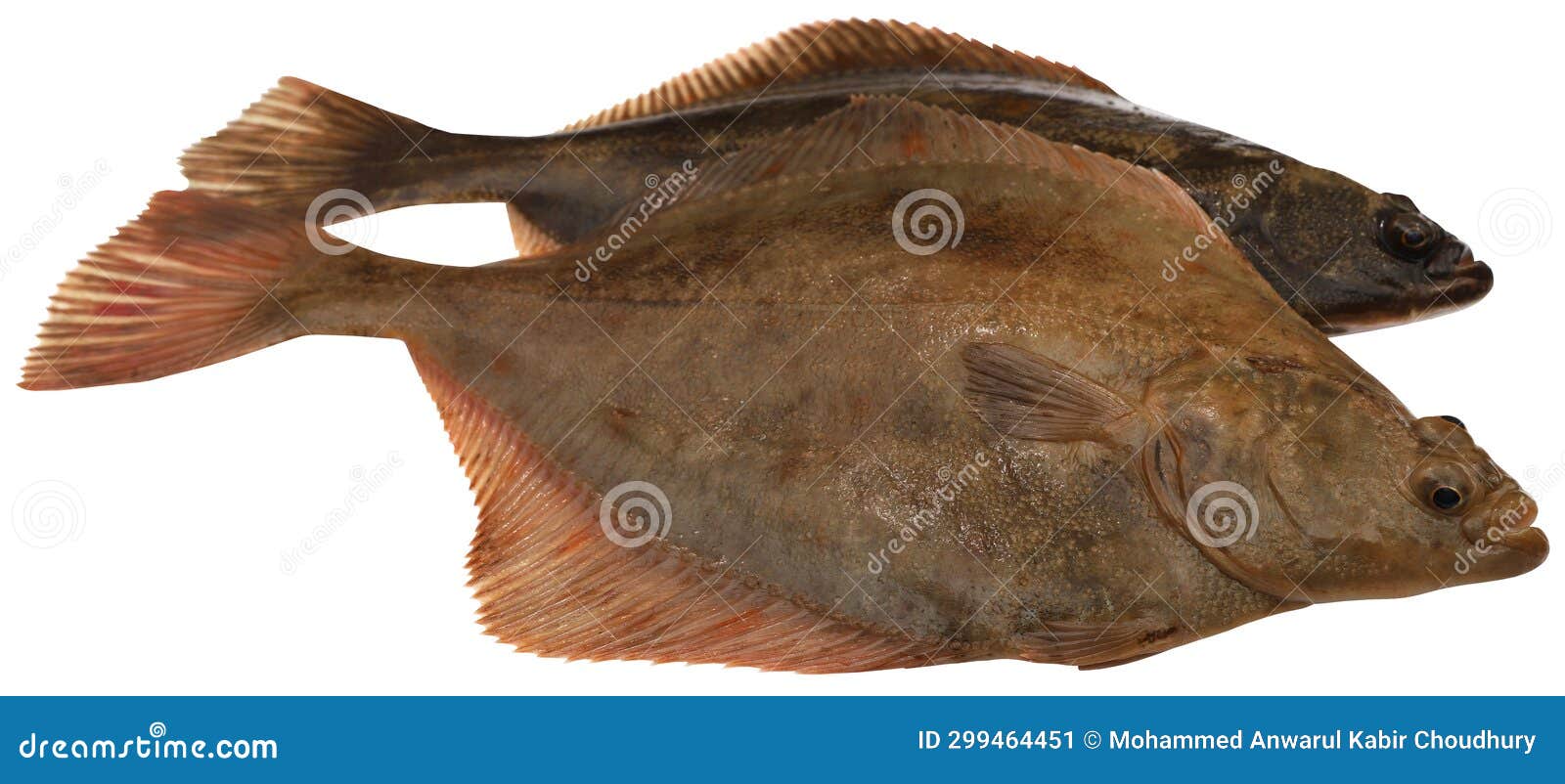 Flatfish isolated stock image. Image of protein, body - 299464451