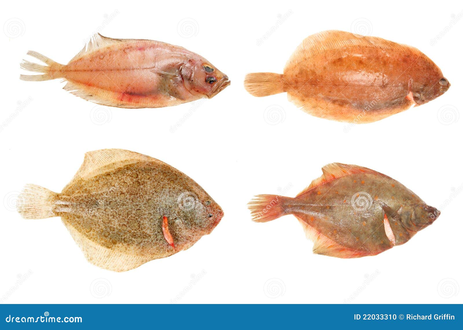 Flatfish group stock photo. Image of seafood, brill, isolated - 22033310