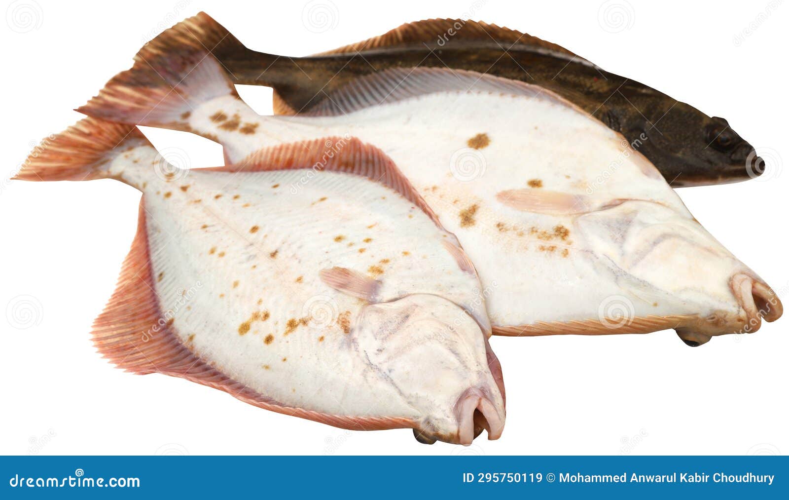 Flatfish isolated stock image. Image of animal, flatfish - 295750119