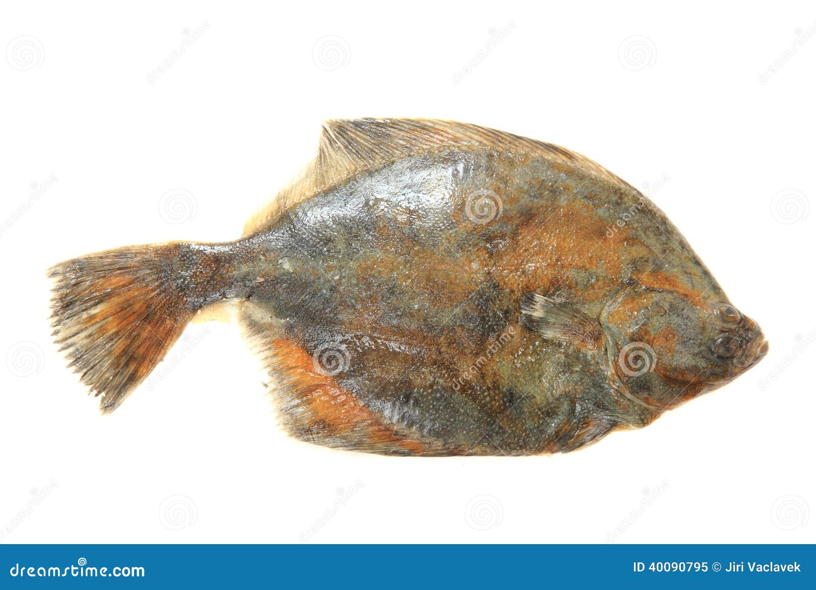 Flatfish isolated stock image. Image of water, flounder - 40090795