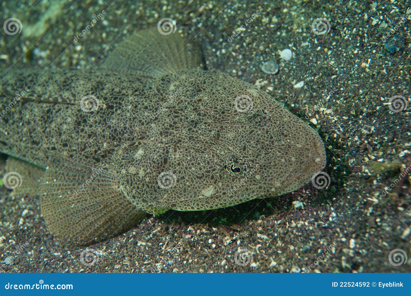 Flathead stock photo. Image of aquarium, leisure, biology - 22524592