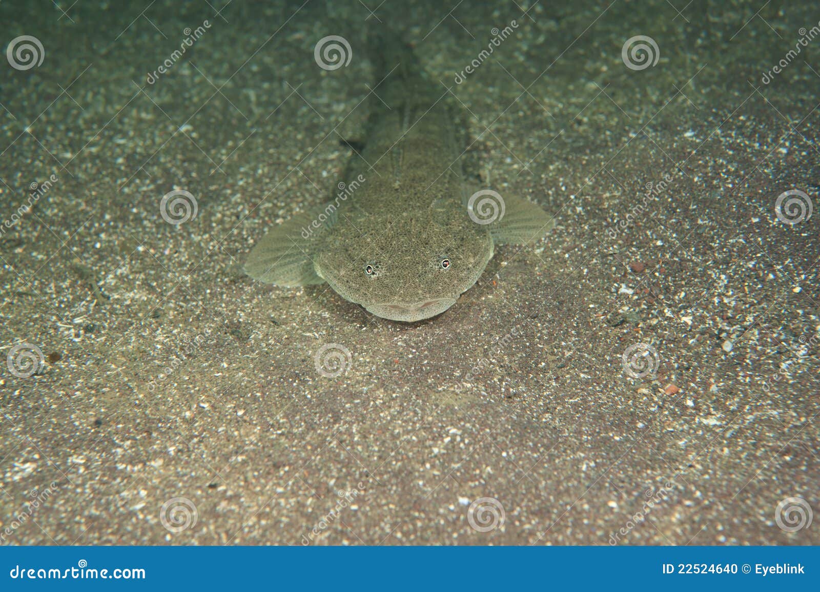 Flathead stock photo. Image of environment, leisure, nature - 22524640