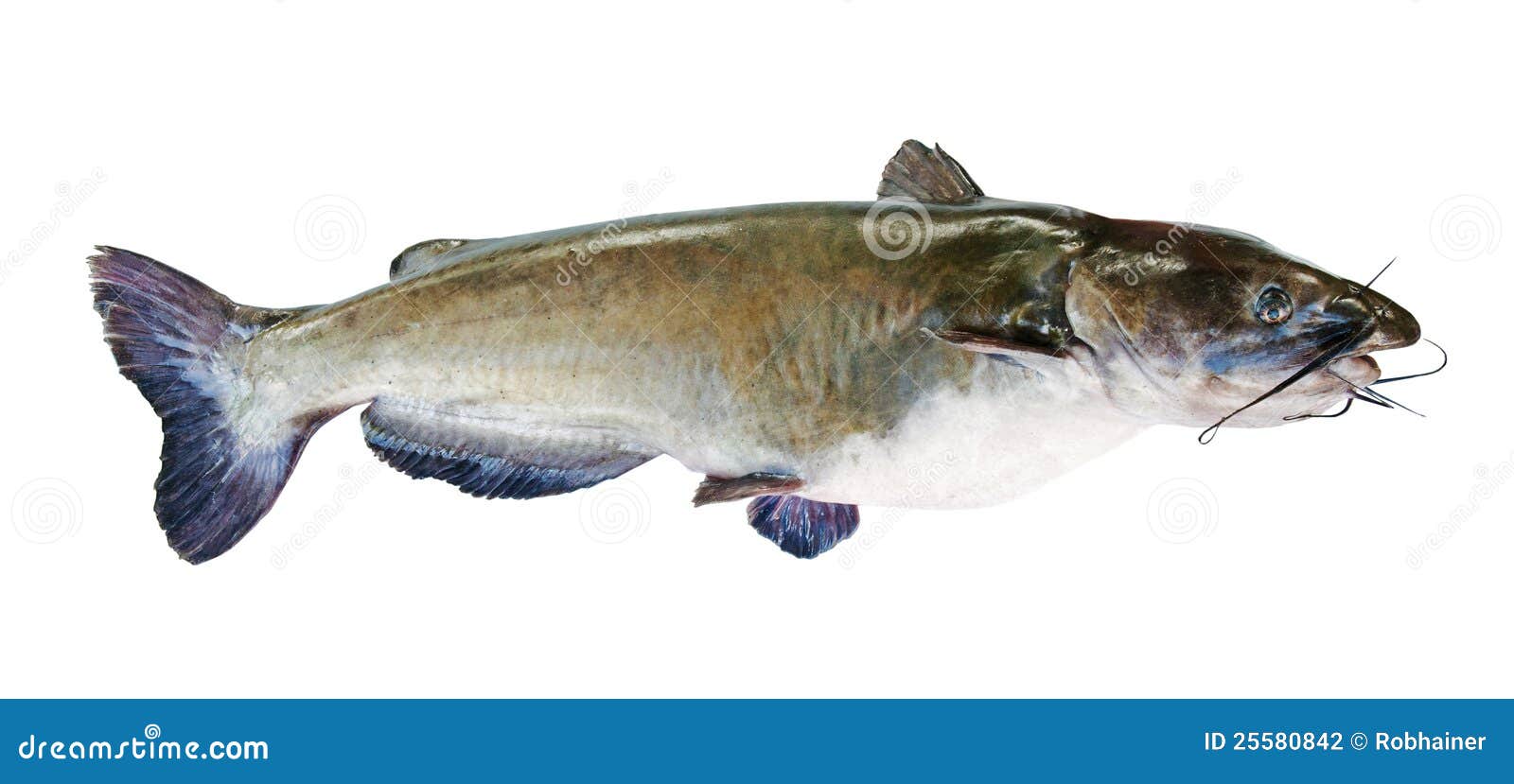 2,711 Flathead Photos - Free & Royalty-Free Stock Photos from Dreamstime