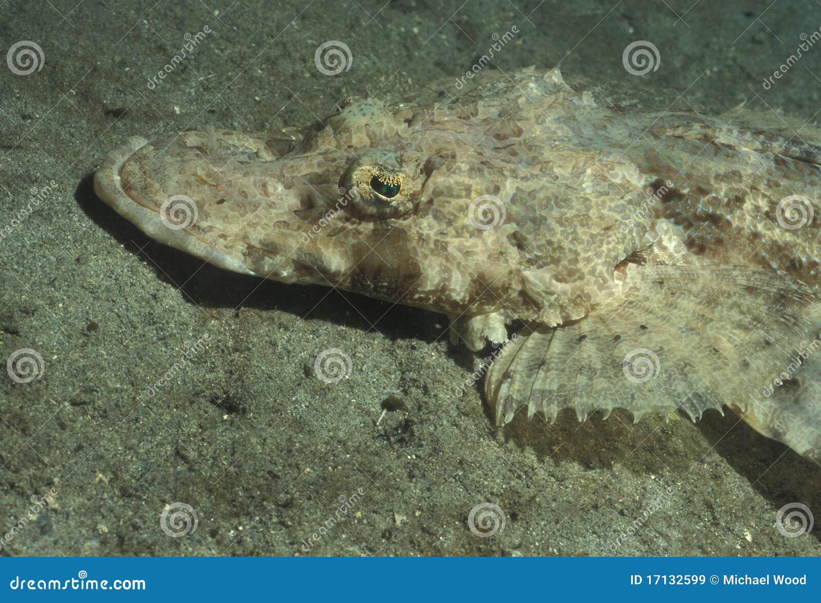 Flathead Crocodilefish - Portrait Stock Image - Image of portrait ...