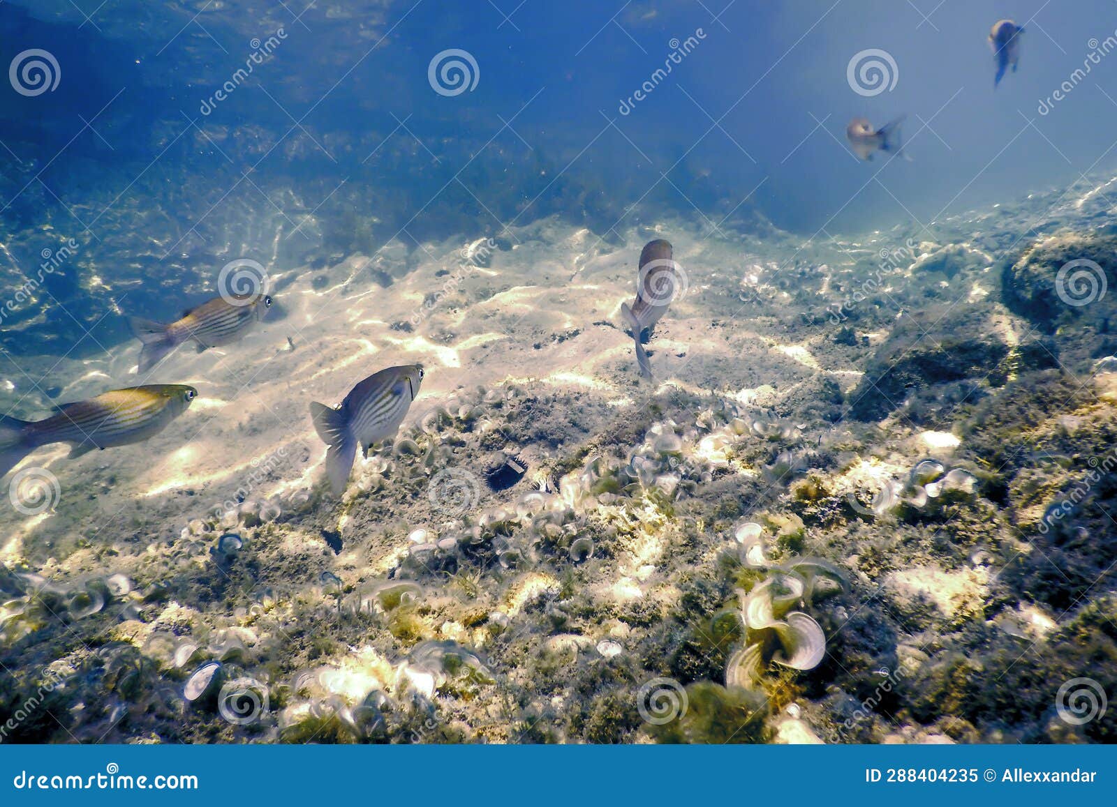 Flathead Gray Mullet Fish Swim Underwater Stock Image - Image of ...