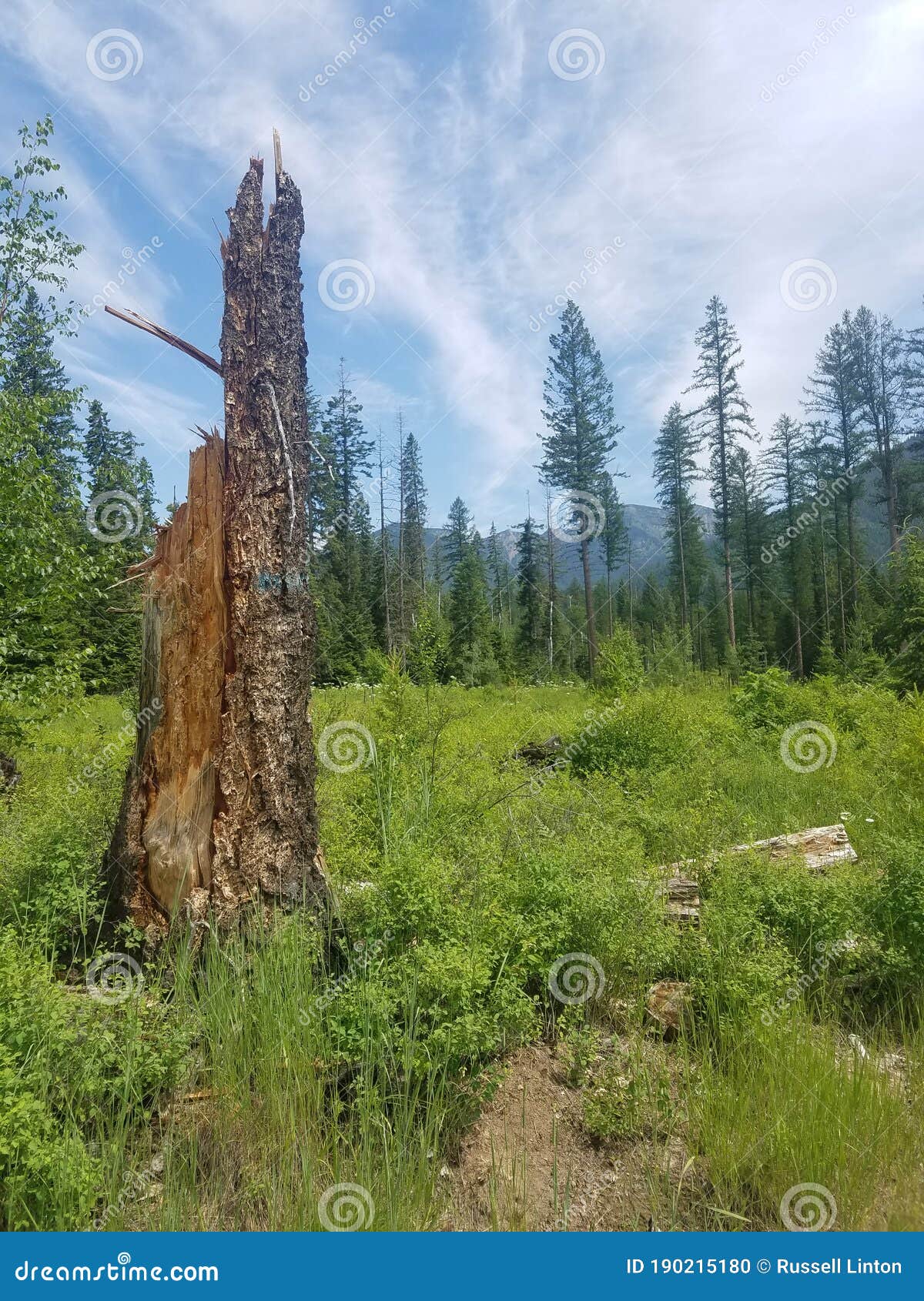 Flathead National Forest, Noisy Creek Loop Stock Photo - Image of water ...