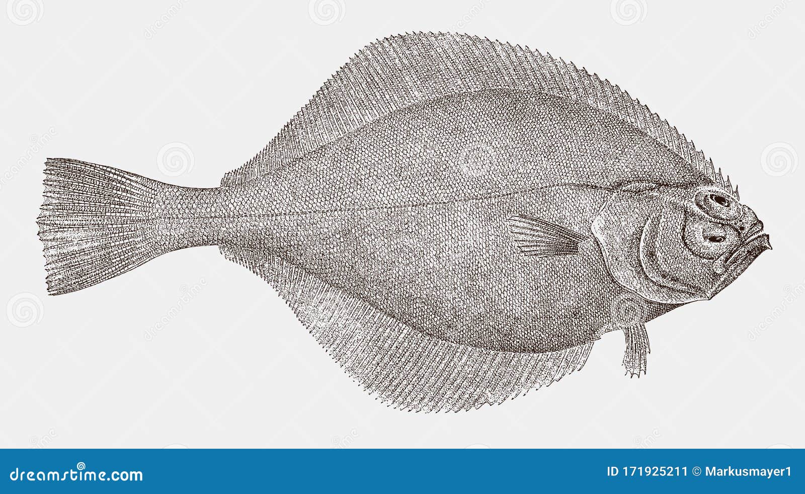 Flathead Cartoons, Illustrations & Vector Stock Images - 332 Pictures ...