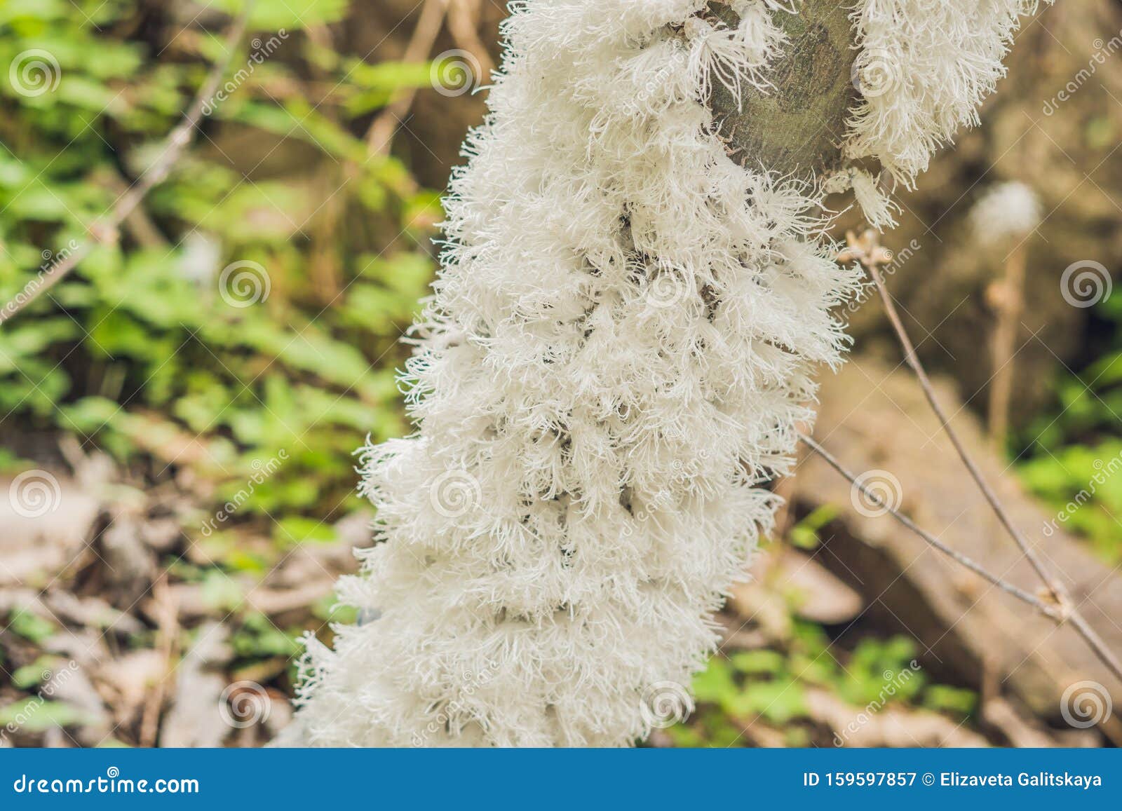 Flatid Leaf Bug Phromnia Rosea on a Tree`s Branch in a Forest Stock ...
