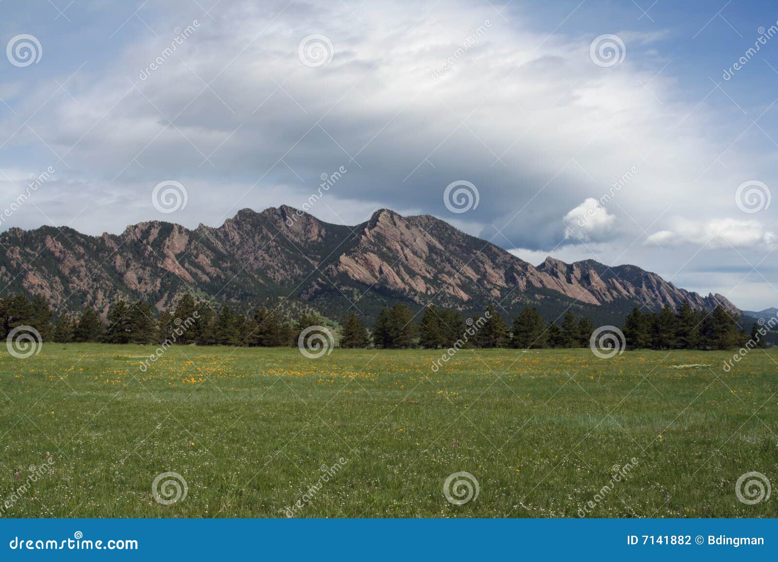 The Flatirons stock photo. Image of flower, wildflower - 7141882