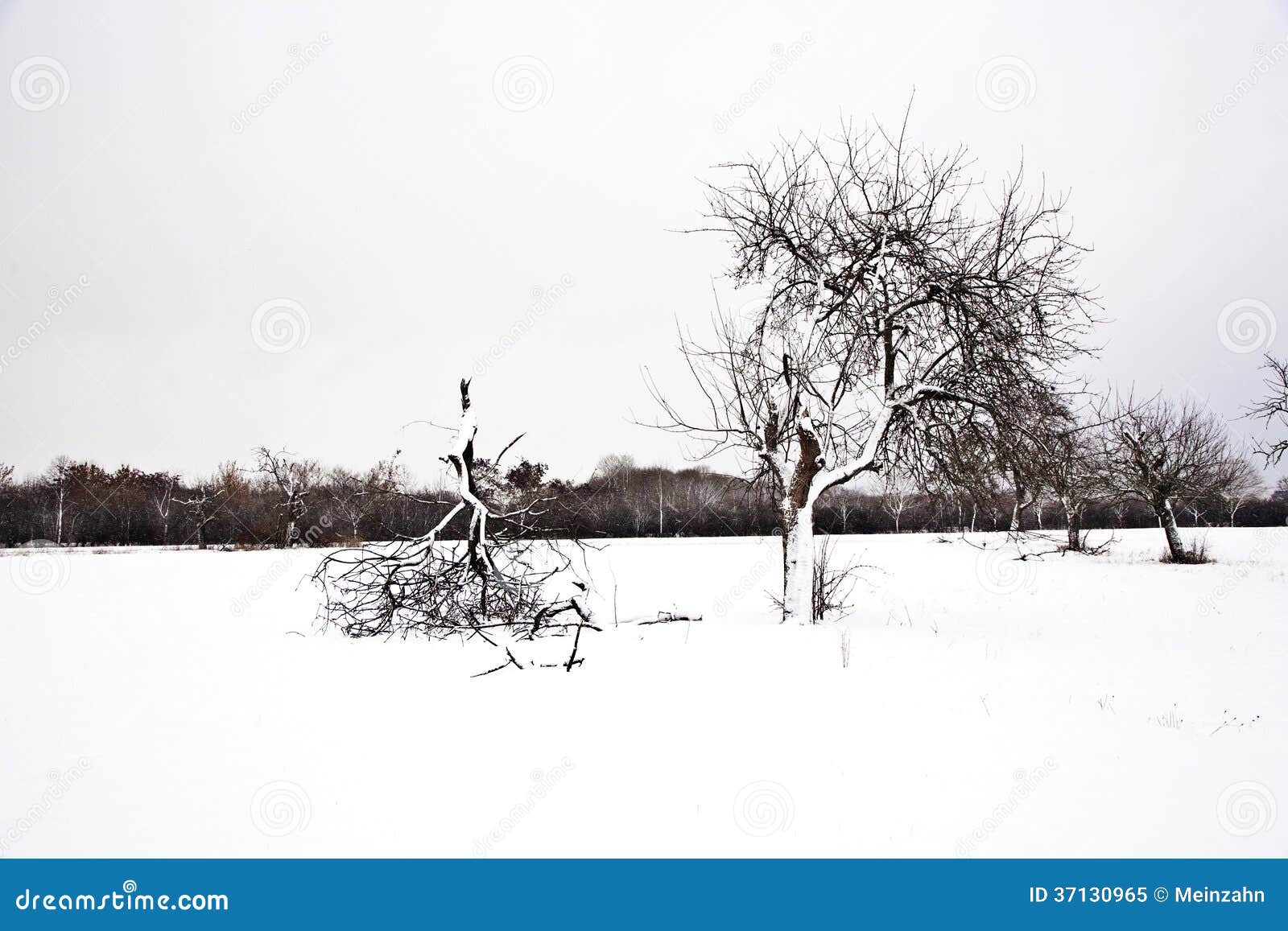 Flatland with Snow in Winter Stock Image - Image of cold, background ...