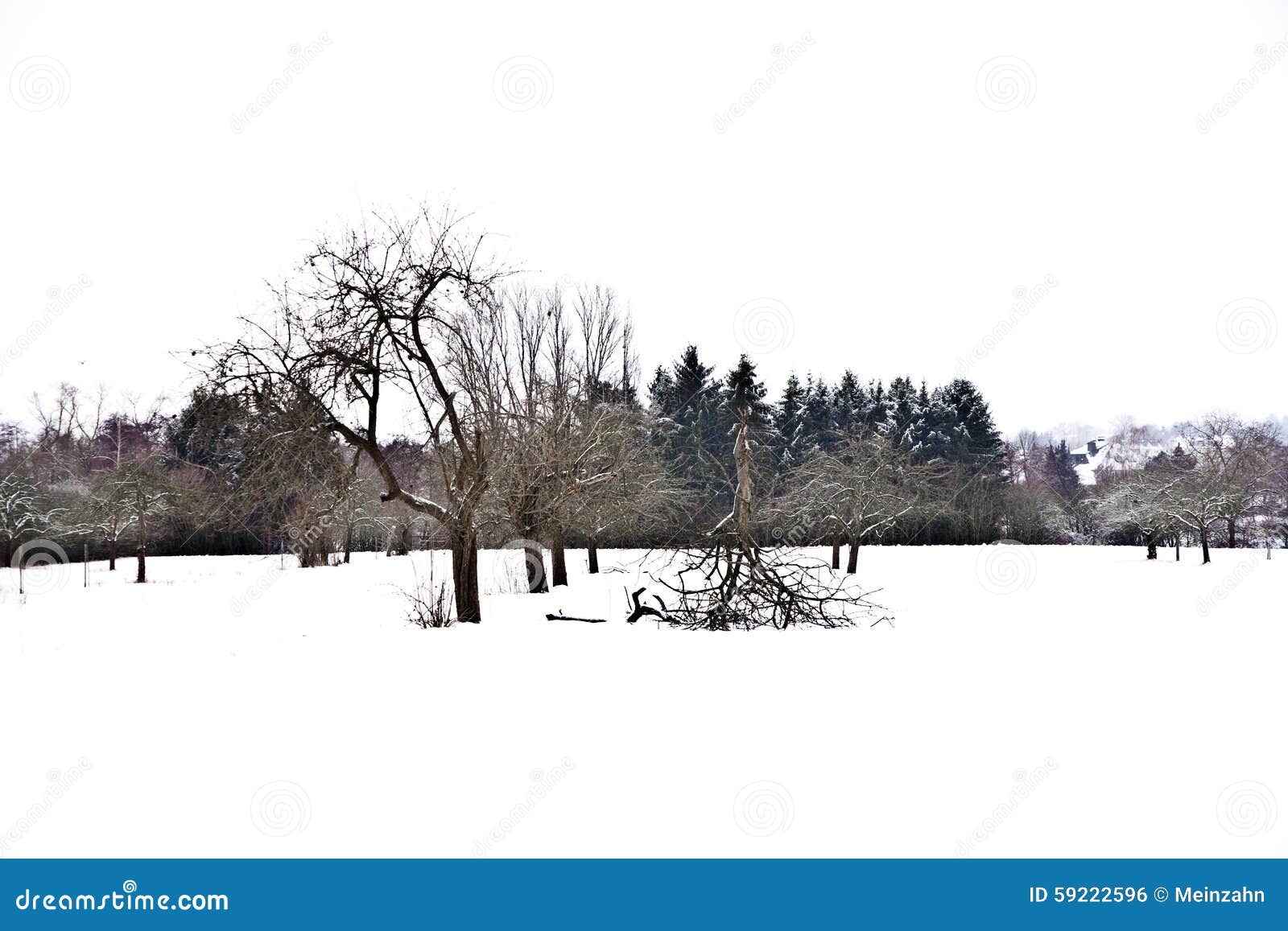 Flatland with Snow in Winter with Trees Stock Photo - Image of branch ...