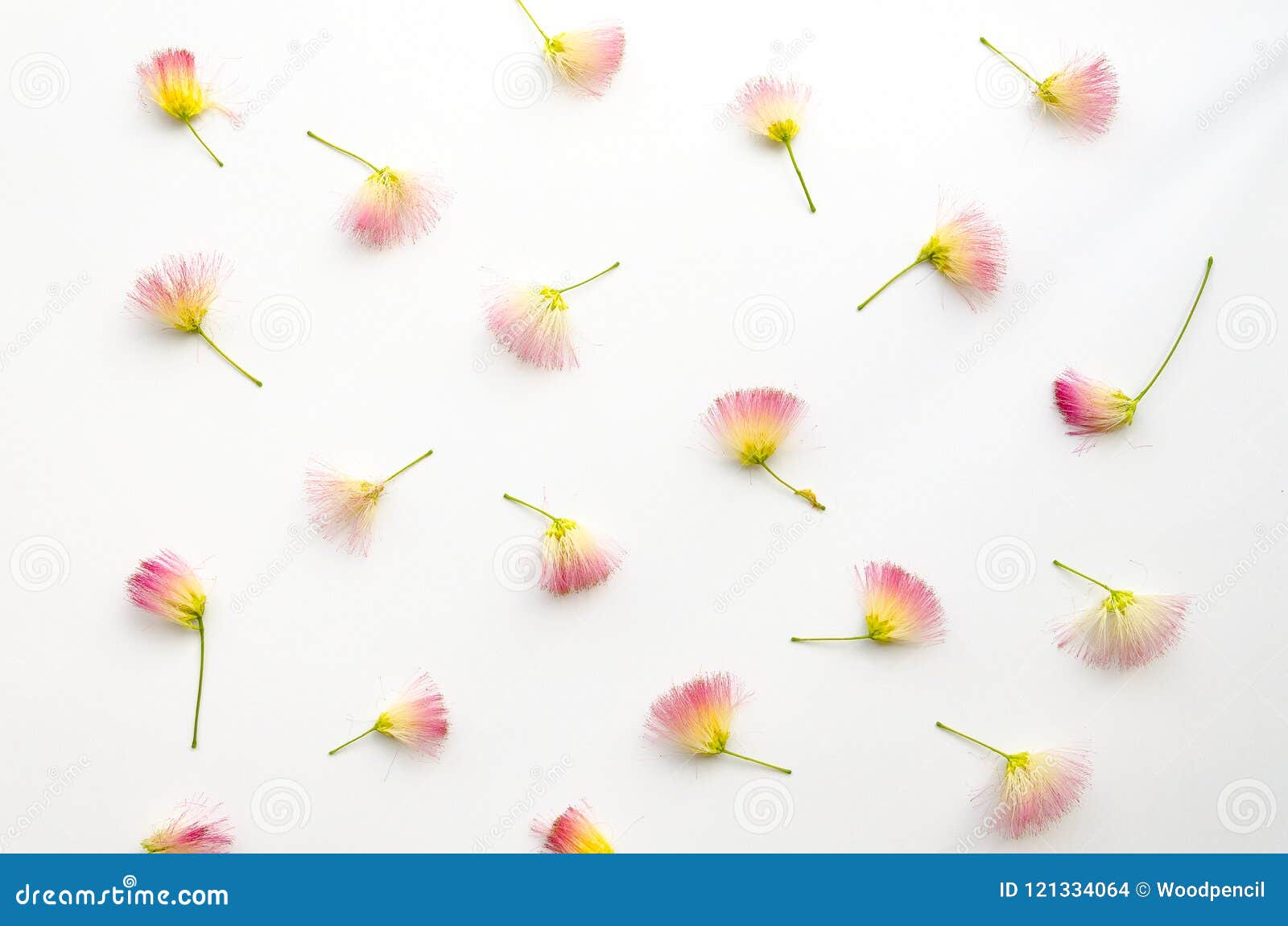 Flatlay Pattern with Pink Siris Flowers on White Background Flat Lay ...