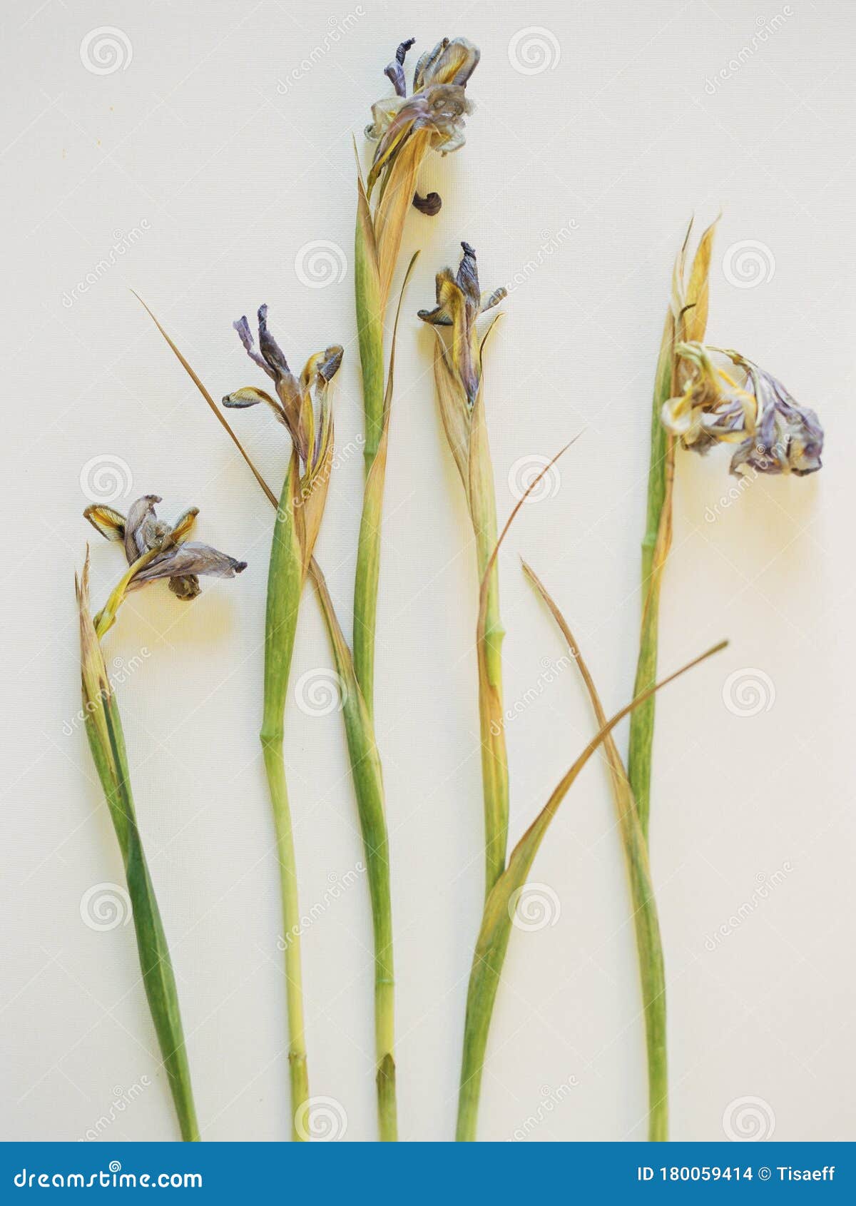 Decayed Irises Stock Photos - Free & Royalty-Free Stock Photos from ...