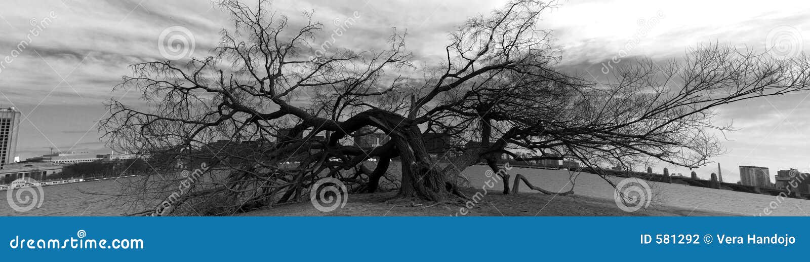 Flattened Tree stock photo. Image of flat, winter, pano - 581292