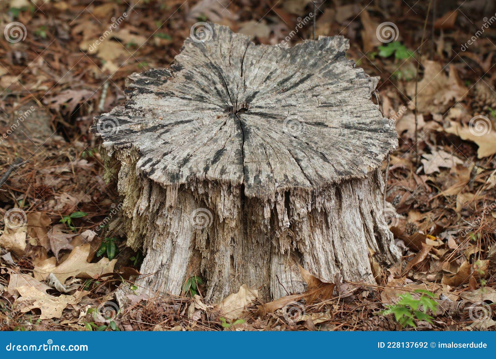 Flattened Tree Stump stock photo. Image of nature, aging - 228137692