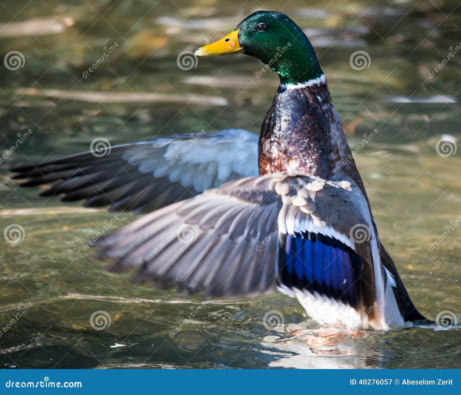 Flattern-Stockente stockbild. Bild von vogel, cranston - 40276057