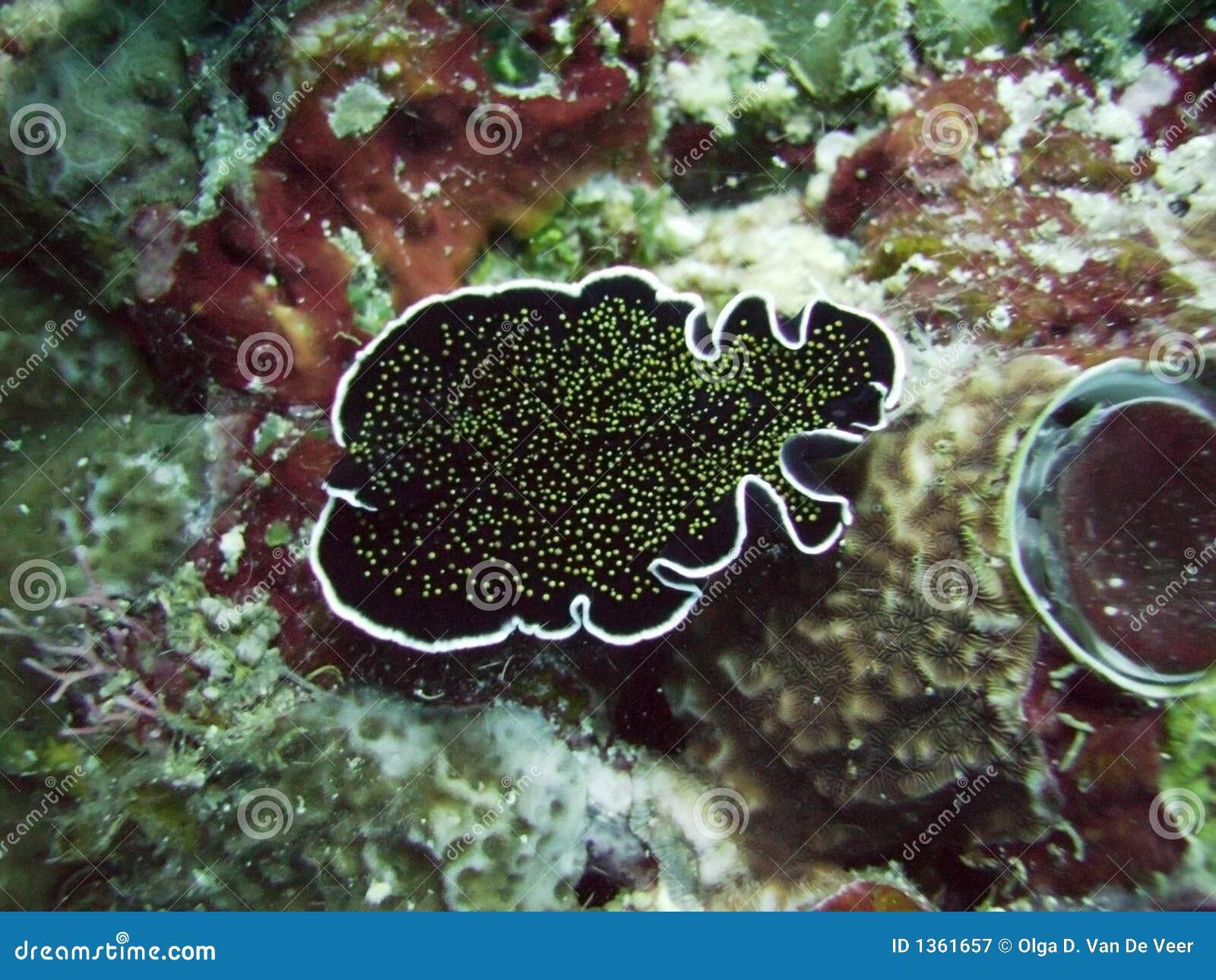 Flatworm stock image. Image of black, tropics, diving - 1361657