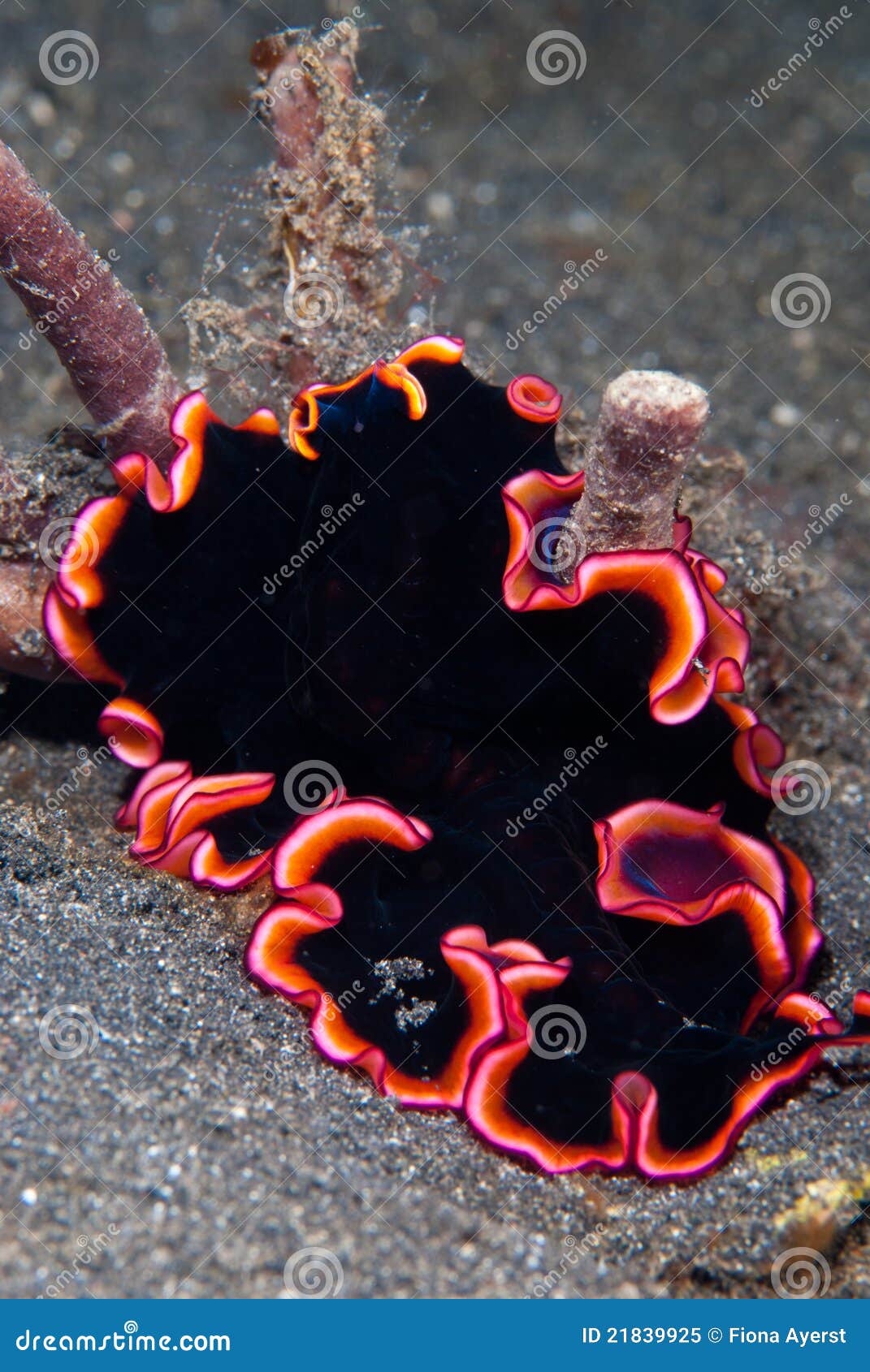 Flatworm Royalty-Free Stock Photo | CartoonDealer.com #21839925