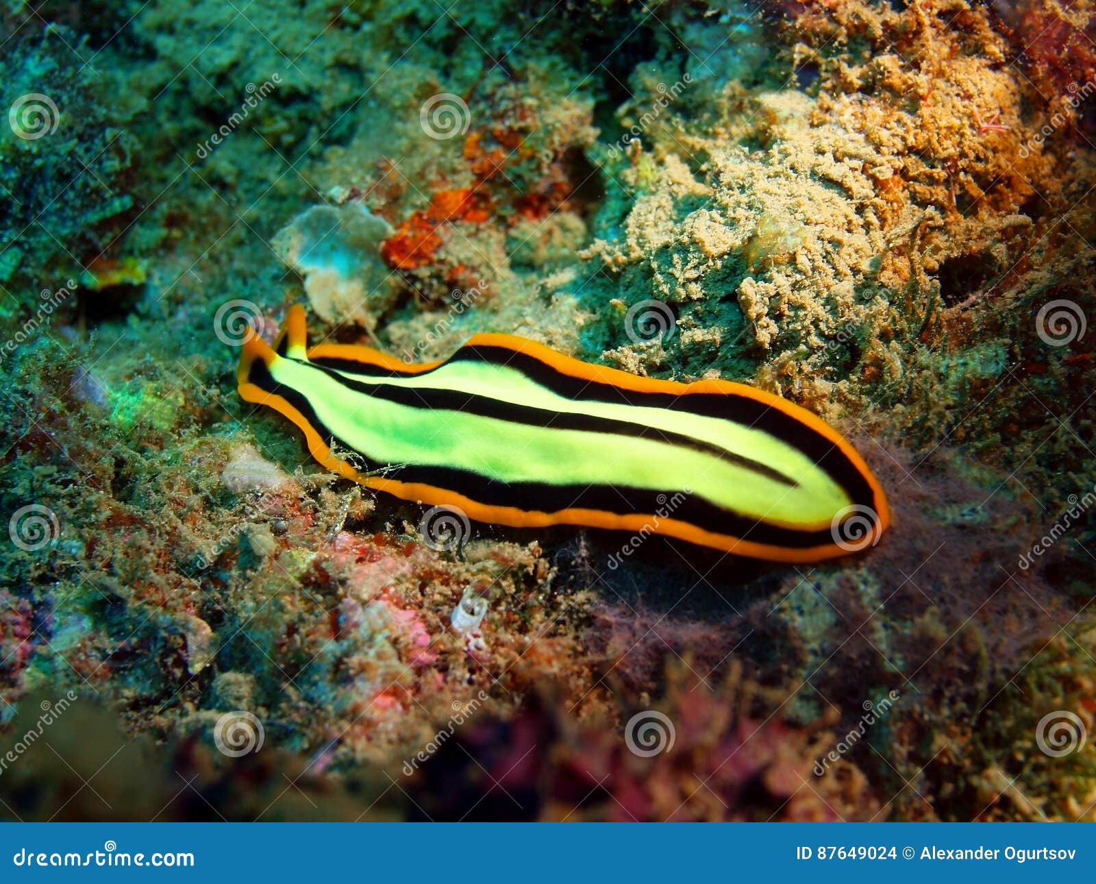 Zebra Flatworms