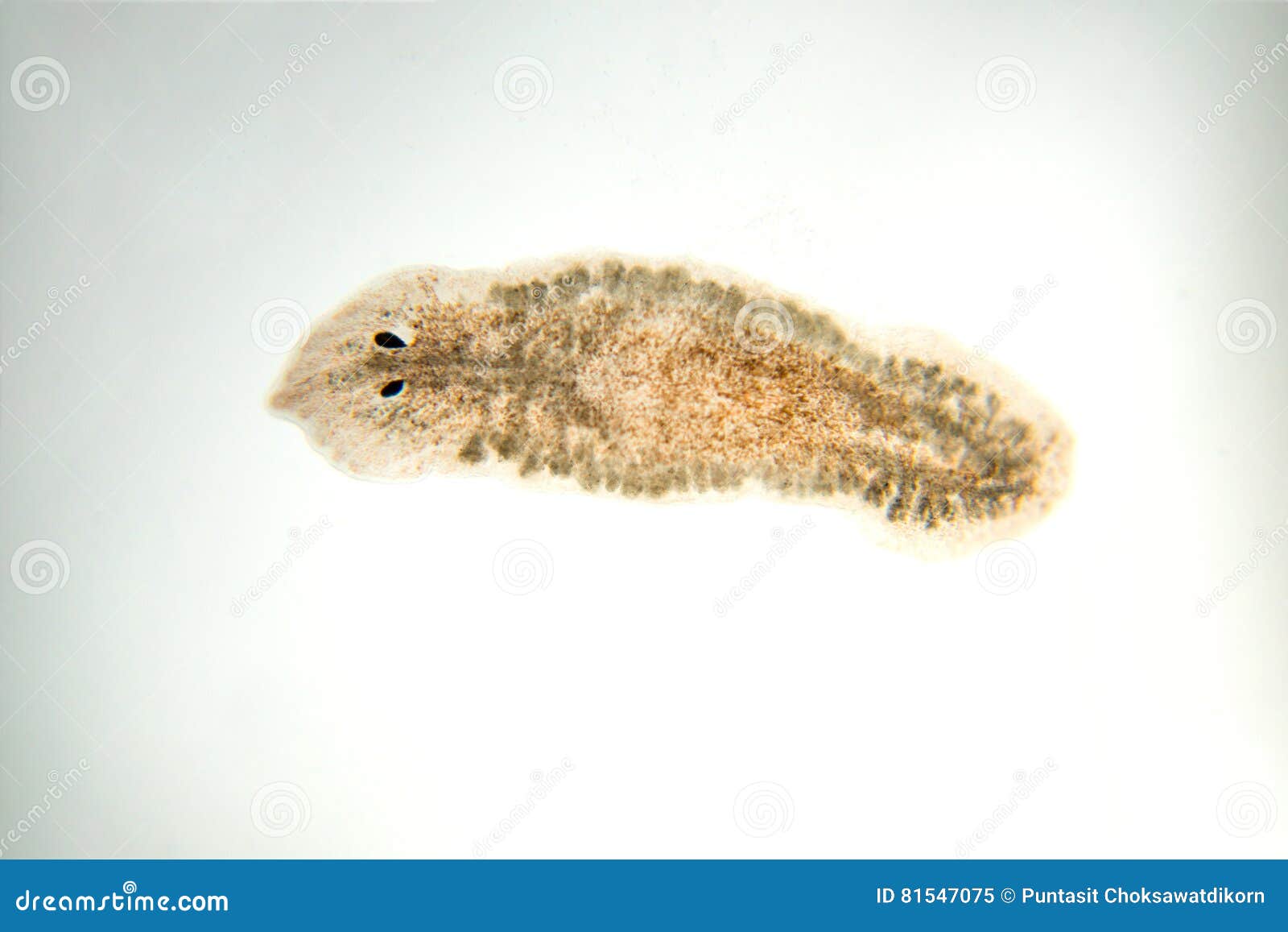 Planaria Fotos - Libres de Derechos y Gratuitas de Dreamstime