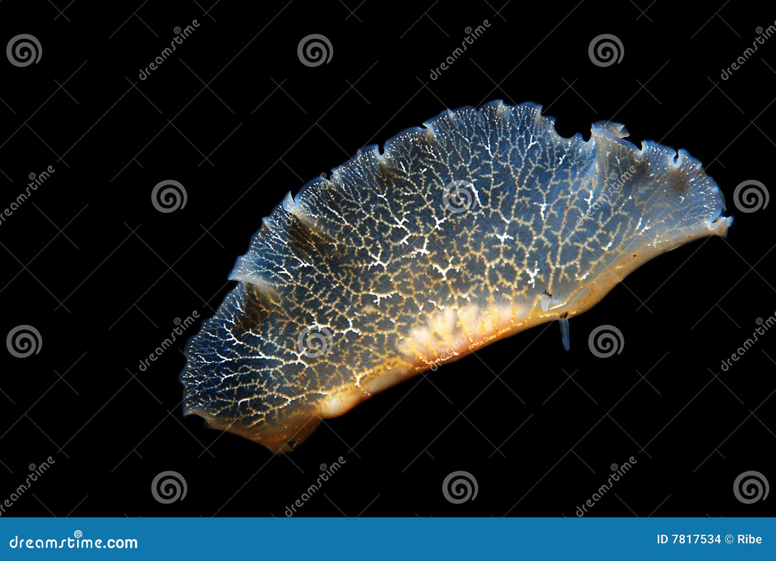 Flatworm Macro stock photo. Image of biology, flat, fish - 7817534