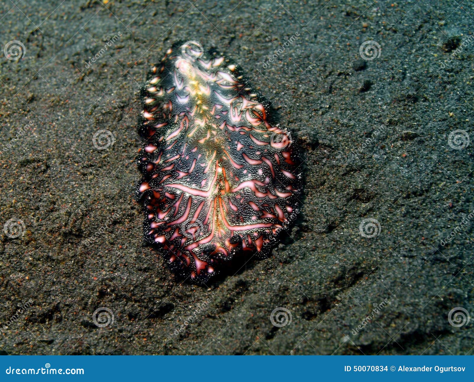 Flatworm stock photo. Image of animal, dive, tropic, world - 50070834