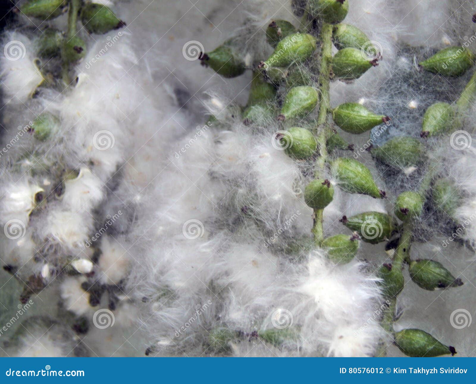 Flaum Der Weißen Pappel in Der Blüte Stockfoto - Bild von schönheit ...