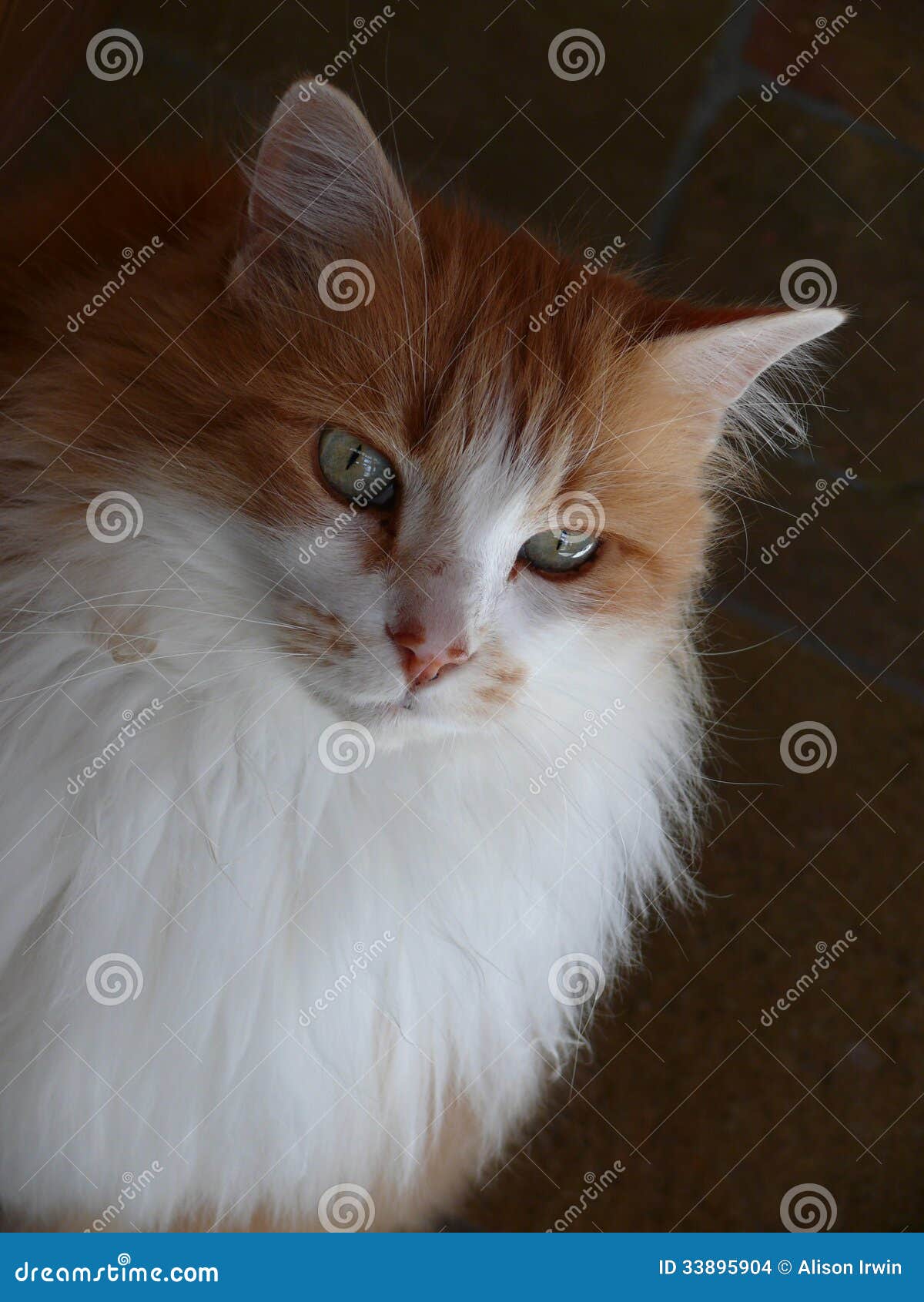 Flaumige orange Katze stockfoto. Bild von schön, haustier - 33895904