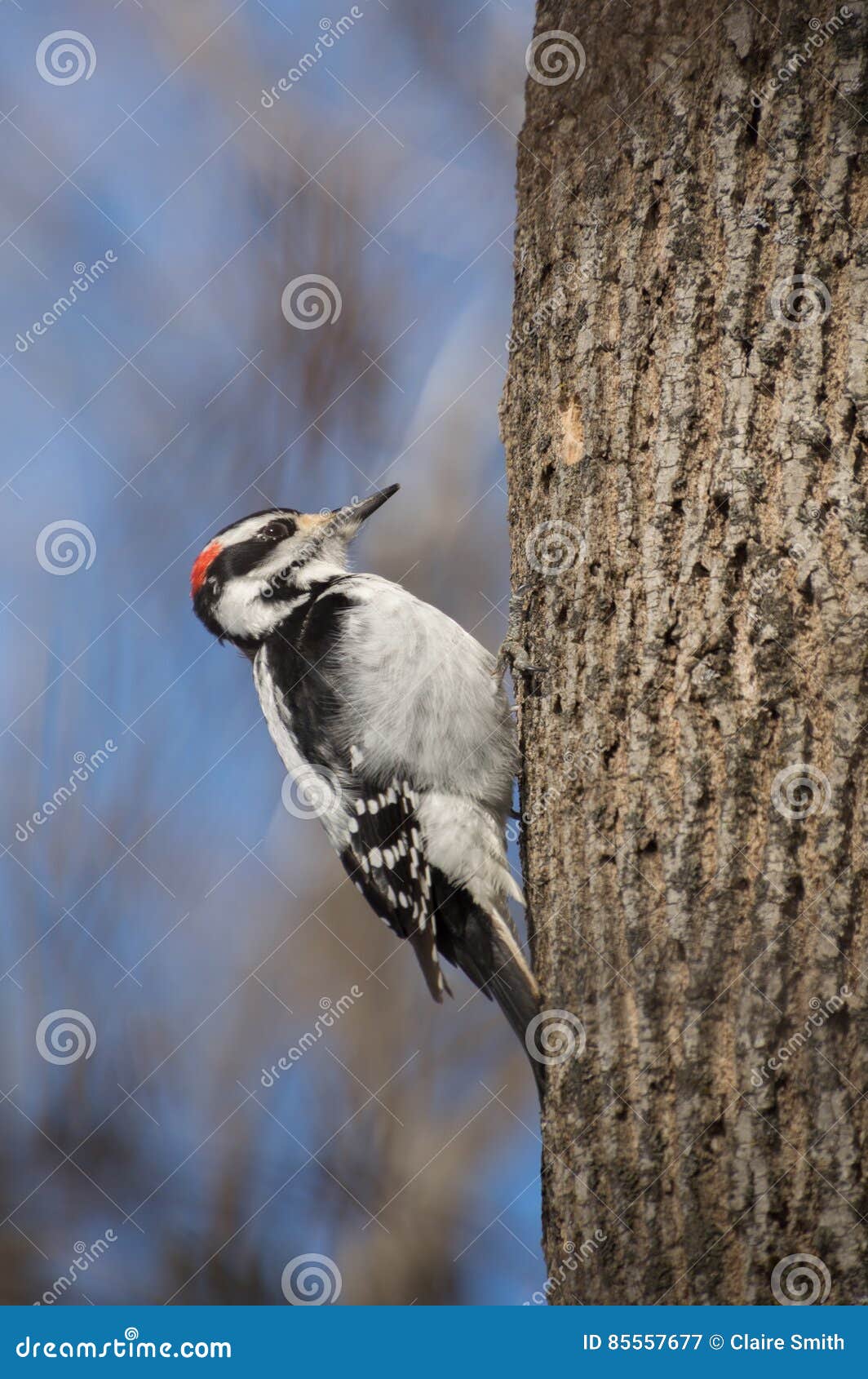 Flaumiger Specht Auf Einer Esche in Der Winterzeit Stockbild - Bild von ...
