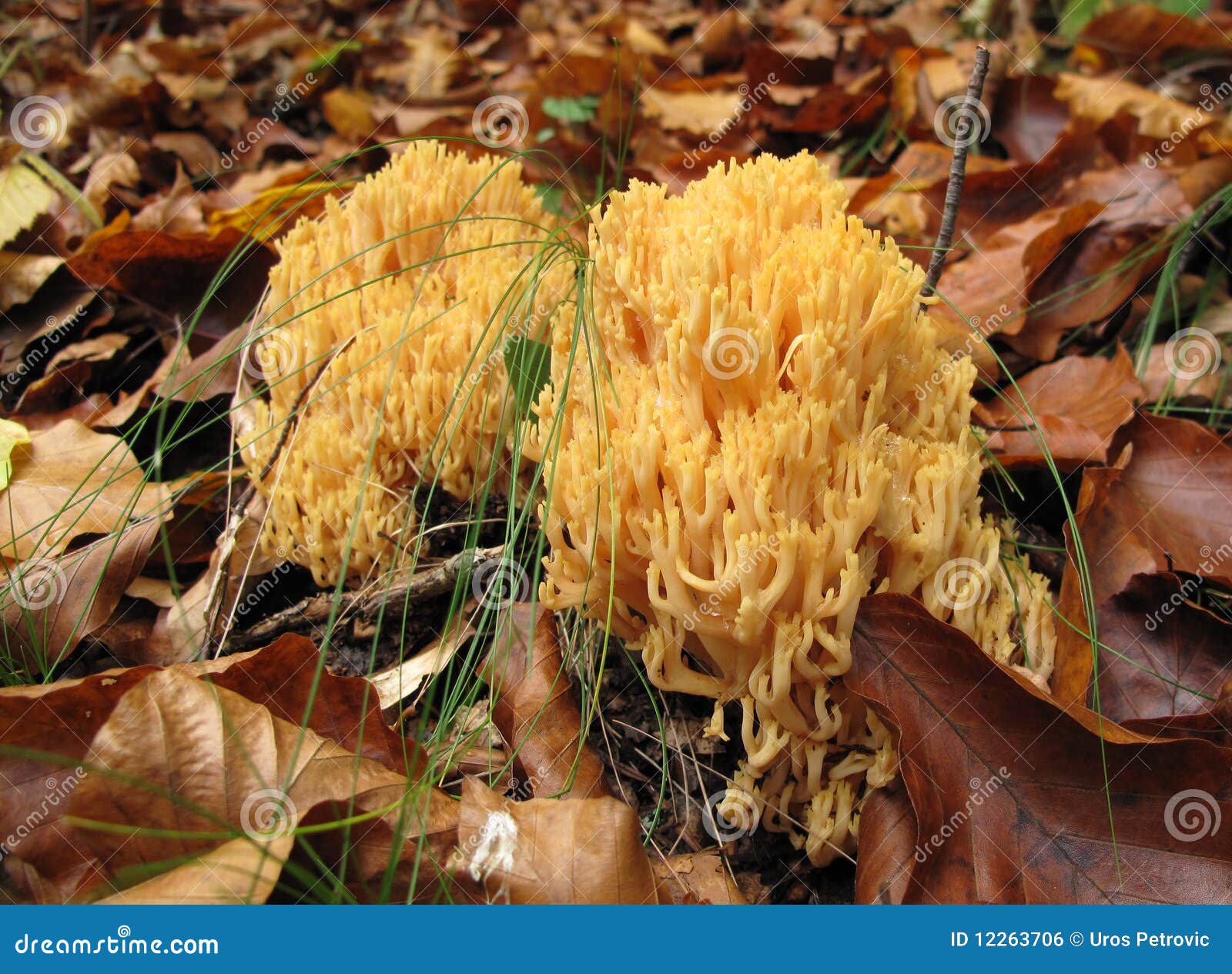 Flava De Corail Changle De Ramaria De Champignon De Couche Photo stock ...