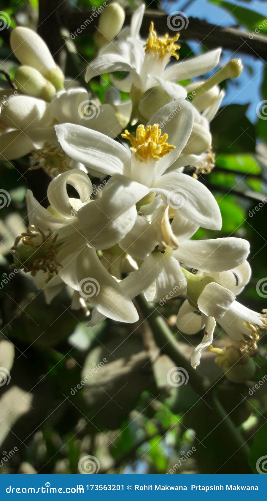 A Photo Is Flavar Agriclchar Farm India. | CartoonDealer.com #173033295