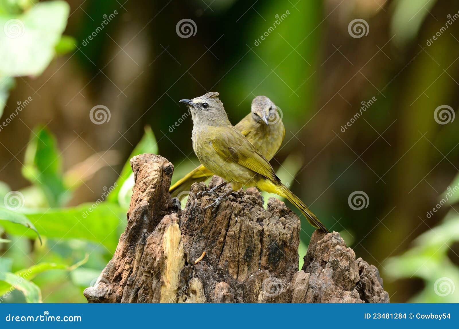 Flavescent Bulbul (Pycnonotus Flavescens) Stock Photo - Image of ...