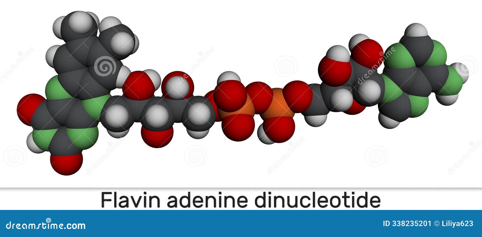 Flavin Adenine Dinucleotide, FAD Molecule.Molecular Model. 3D Rendering ... Flavin Adenine Dinucleotide, FAD Molecule.Molecular Model. 3D Rendering ...