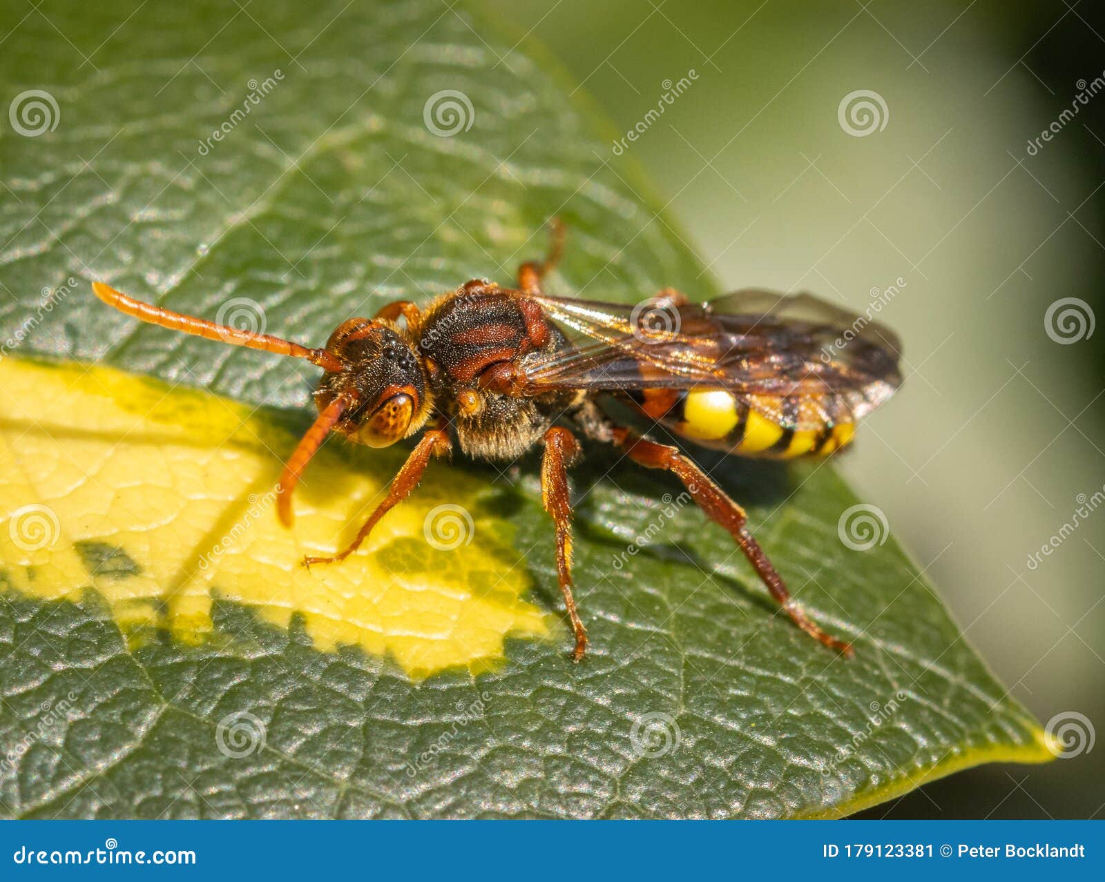 Flavous Nomad Bee, Nomada Flava. Stock Image - Image of drop, beautiful ...