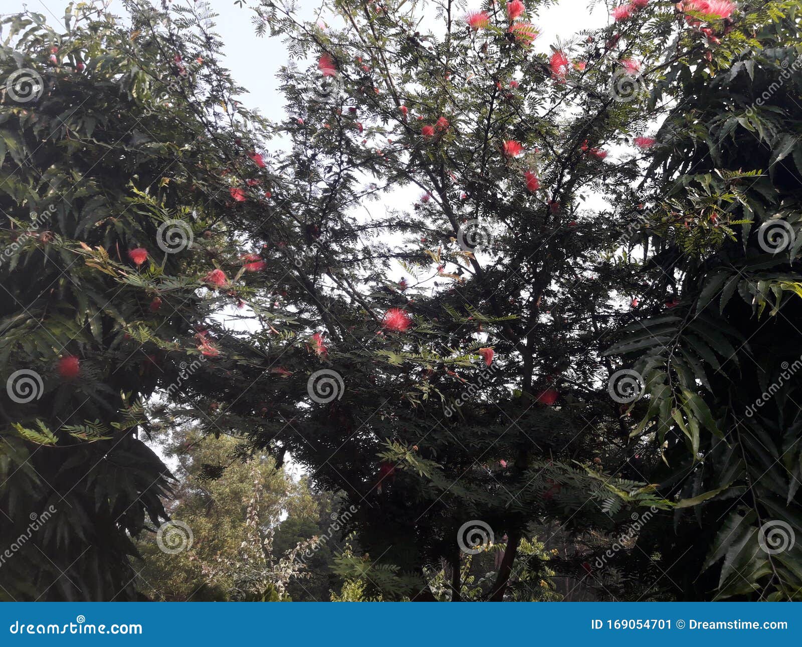 Flawer tree red fool hai stock image. Image of tree - 169054701