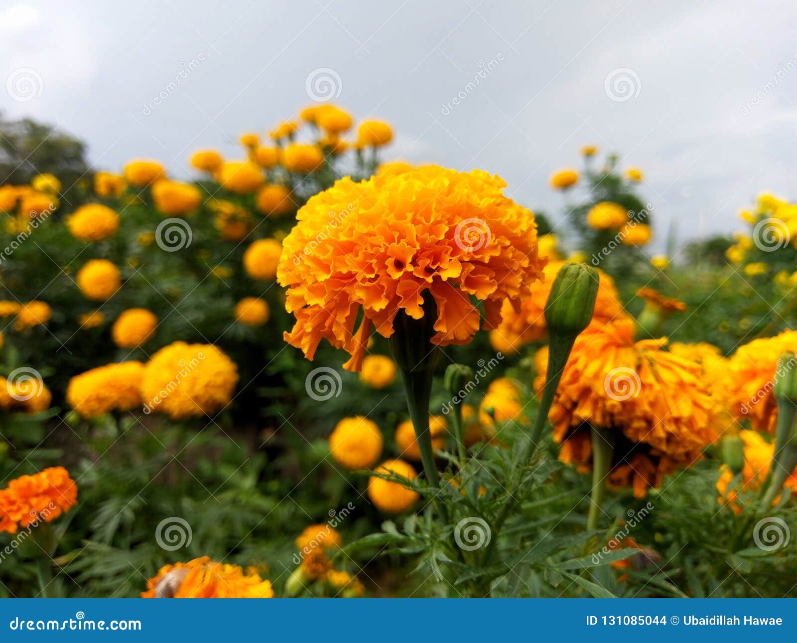 Flawer stock photo. Image of flawer, yellows, rain, flowers - 131085044