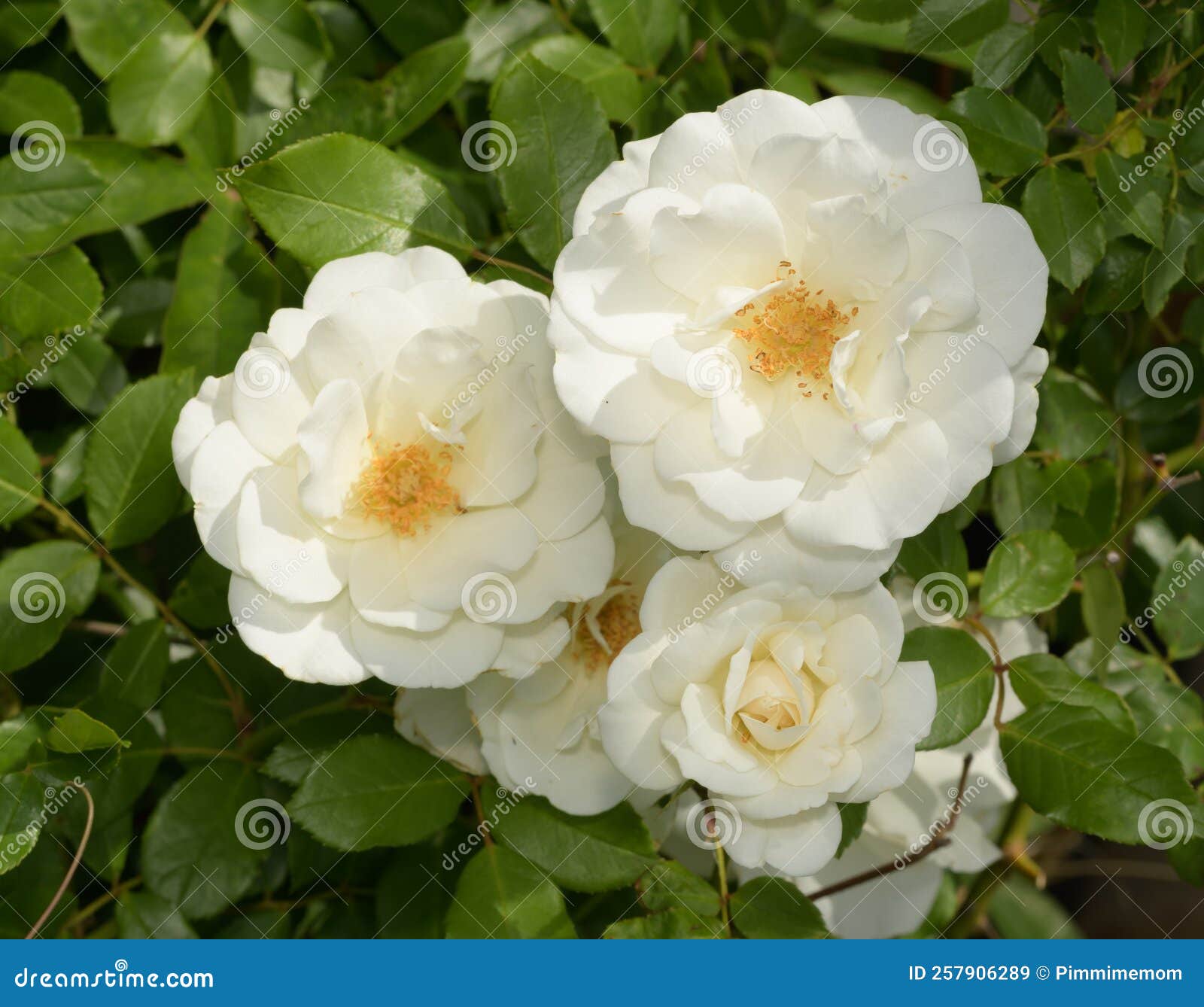 Flawless White Climbing Roses in Spring Sun Stock Image - Image of open ...