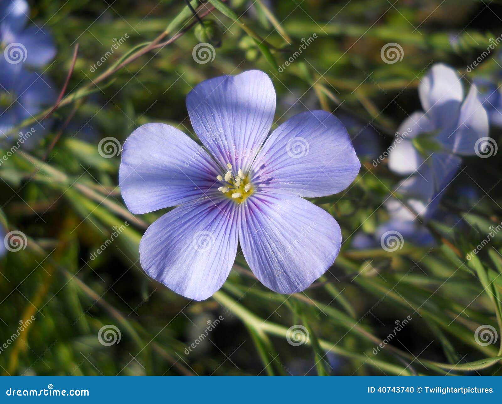 Flax blooms stock photo. Image of common, flowers, plant - 40743740