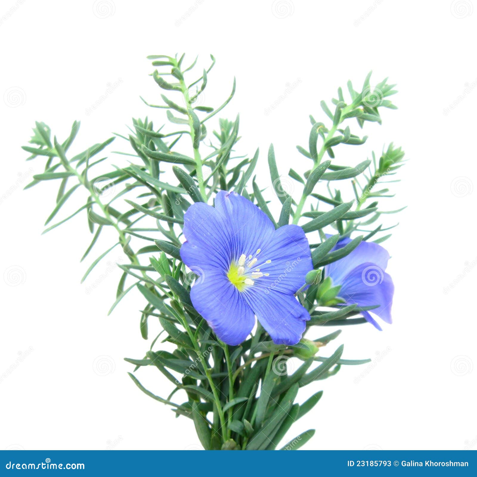 Flax blue (Linum) stock image. Image of blossom, decorative - 23185793