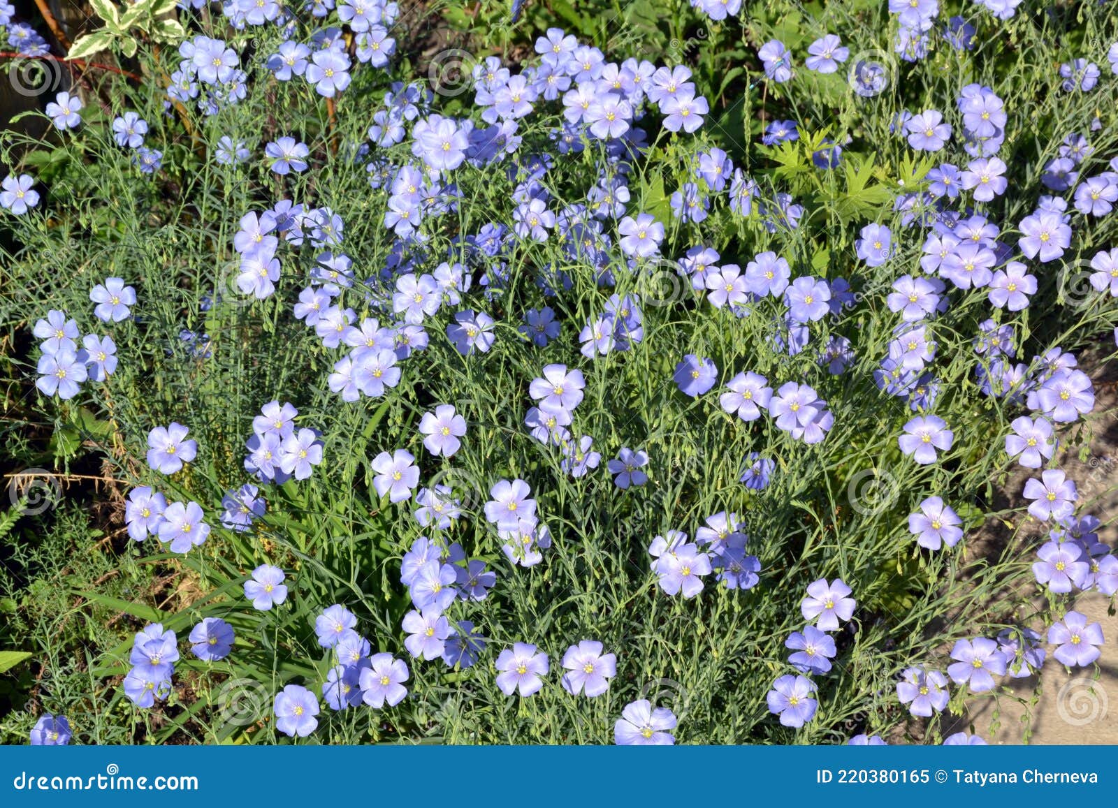 Flax, Flower, Blue, Blue, Flowers Stock Image - Image of flax, blue ...