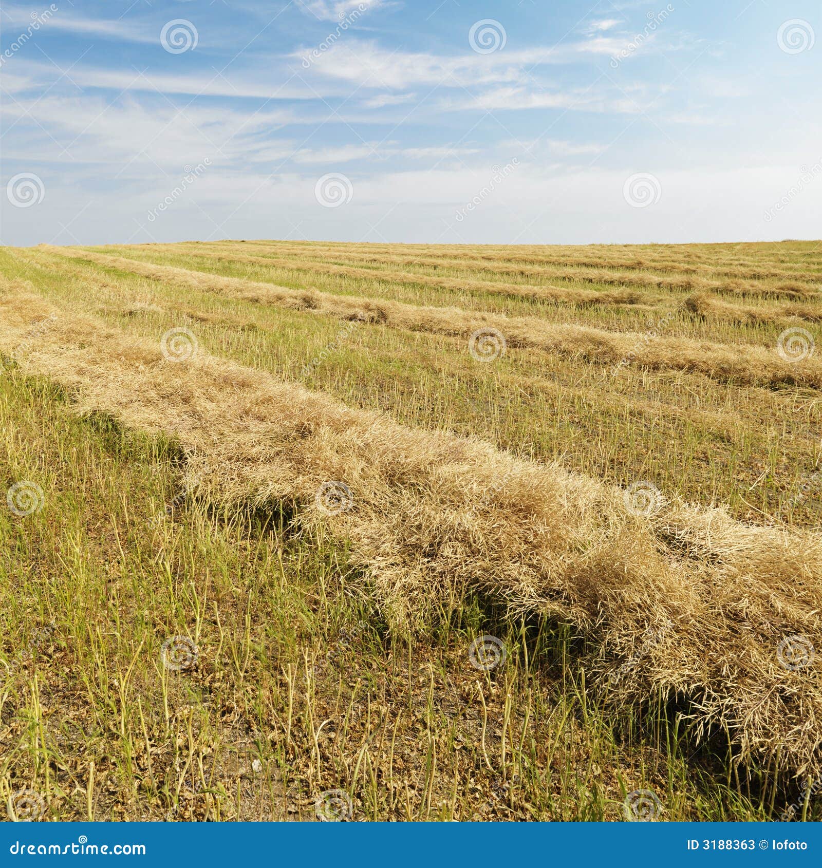 Flax crop after harvest. stock image. Image of agricultural - 3188363