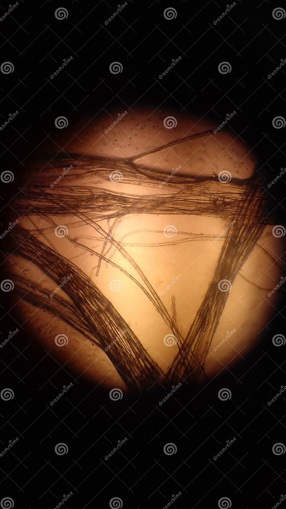 Study stock image. Image of study, microscope, fibers - 108615061