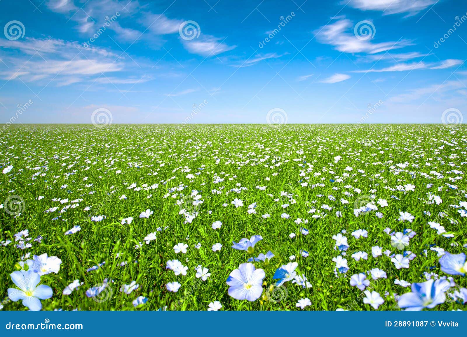 Flax field stock image. Image of field, growth, meadow - 28891087