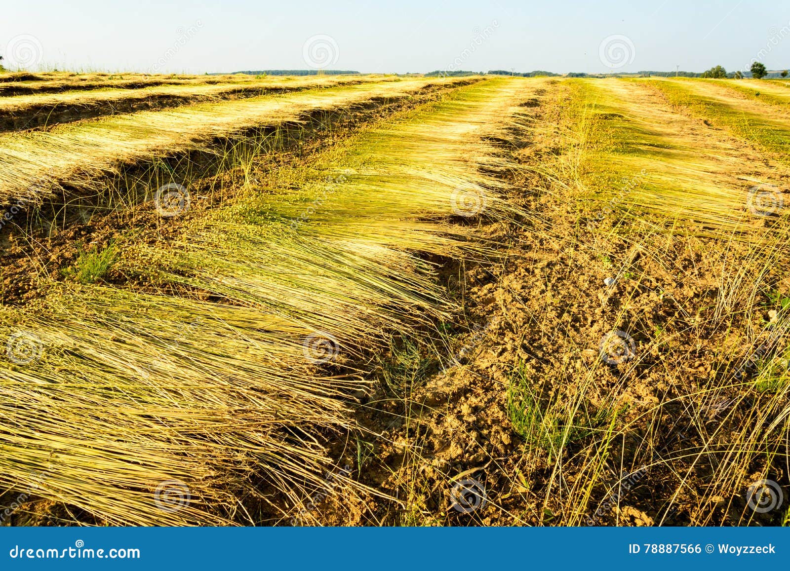 Flax field stock photo. Image of nature, grain, harvest - 78887566