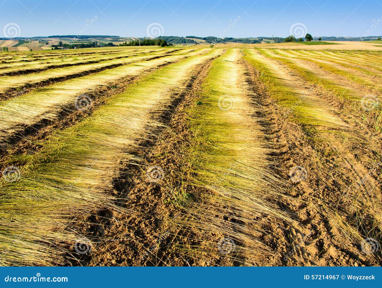 Flax field stock image. Image of farm, green, nature - 57214967