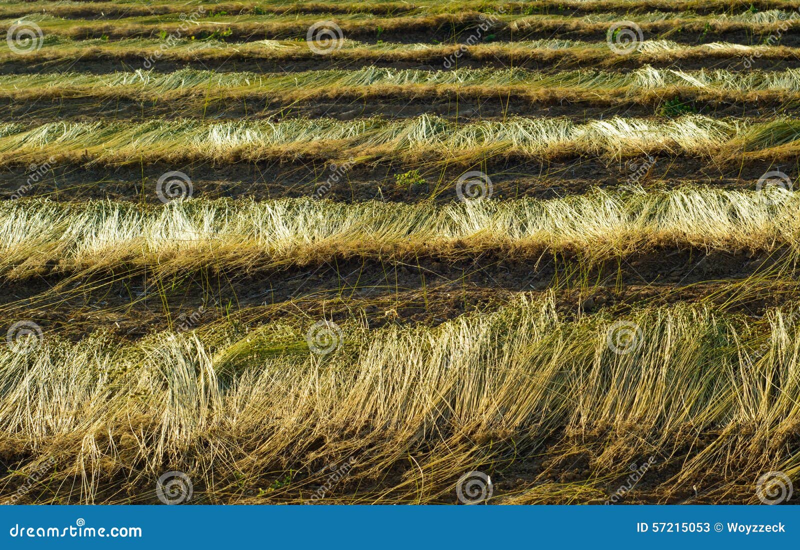 Flax field stock image. Image of linseed, nature, scene - 57215053