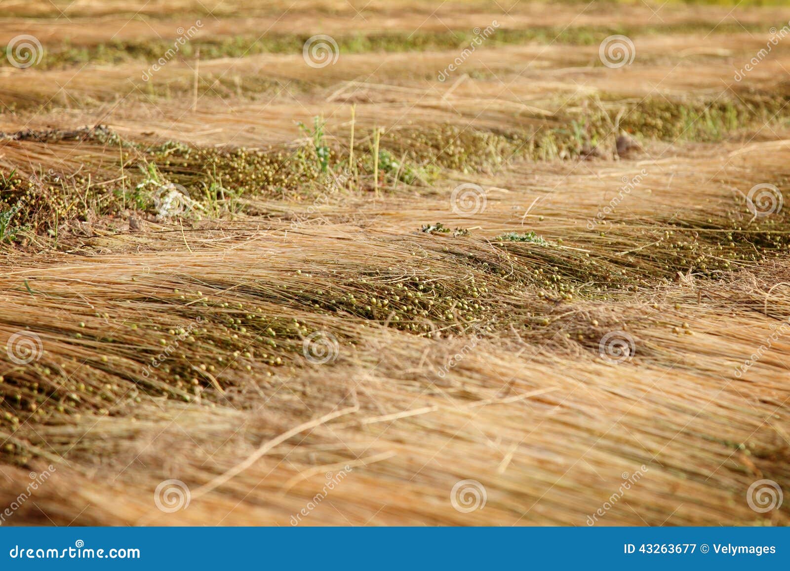 Flax field stock image. Image of flax, field, harvest - 43263677