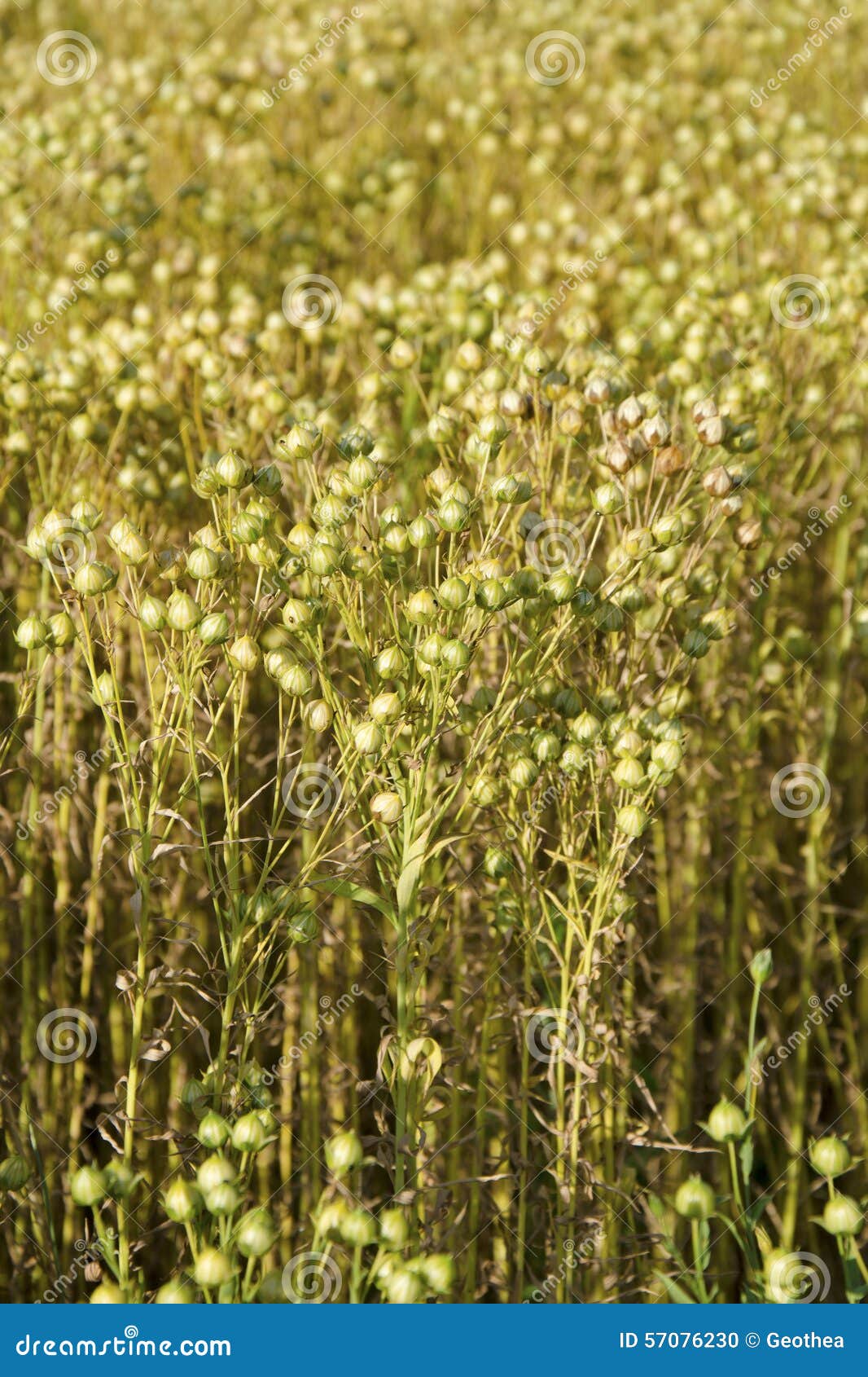 The flax field stock photo. Image of mature, healthy - 57076230